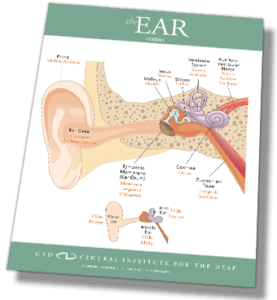 Ear Diagram (Spanish) | CID Free Download